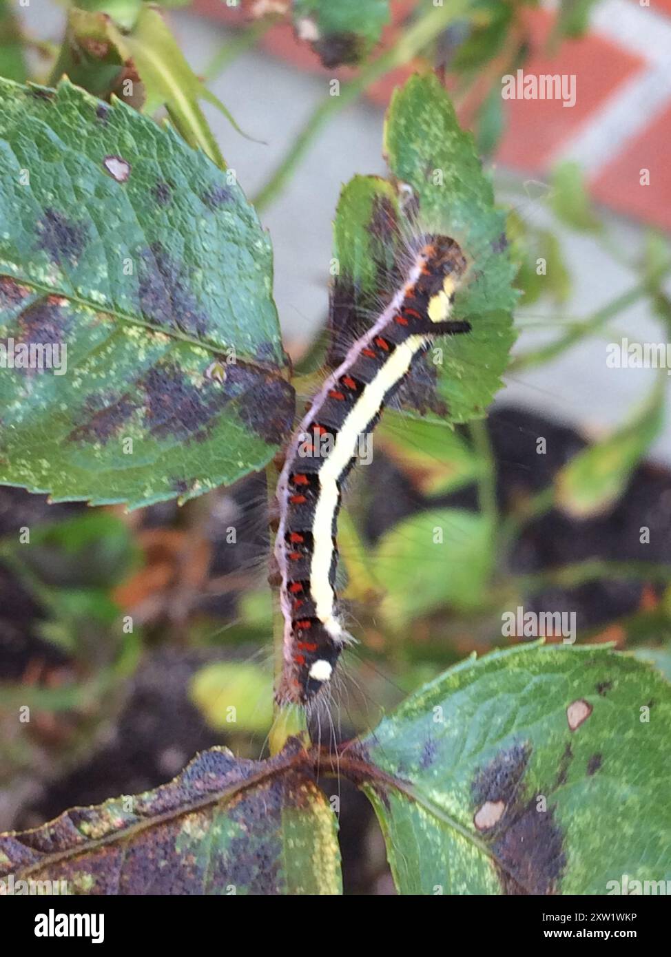 Grey Dagger (Acronicta psi) Insecta Stock Photo - Alamy