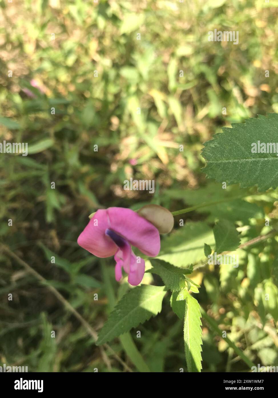 perennial wooly bean (Strophostyles umbellata) Plantae Stock Photo - Alamy