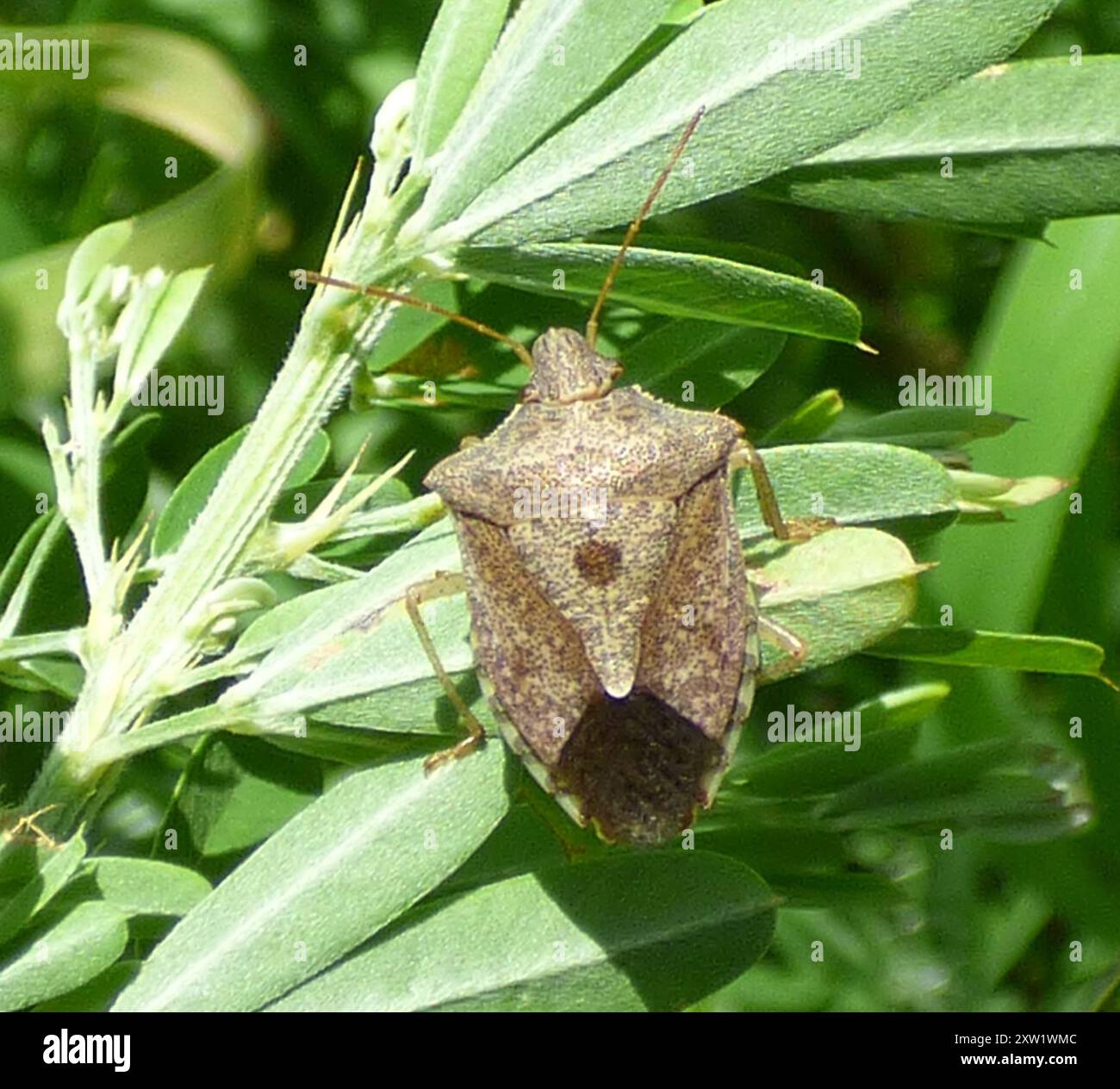 Stink Bugs (Pentatomidae) Insecta Stock Photo - Alamy