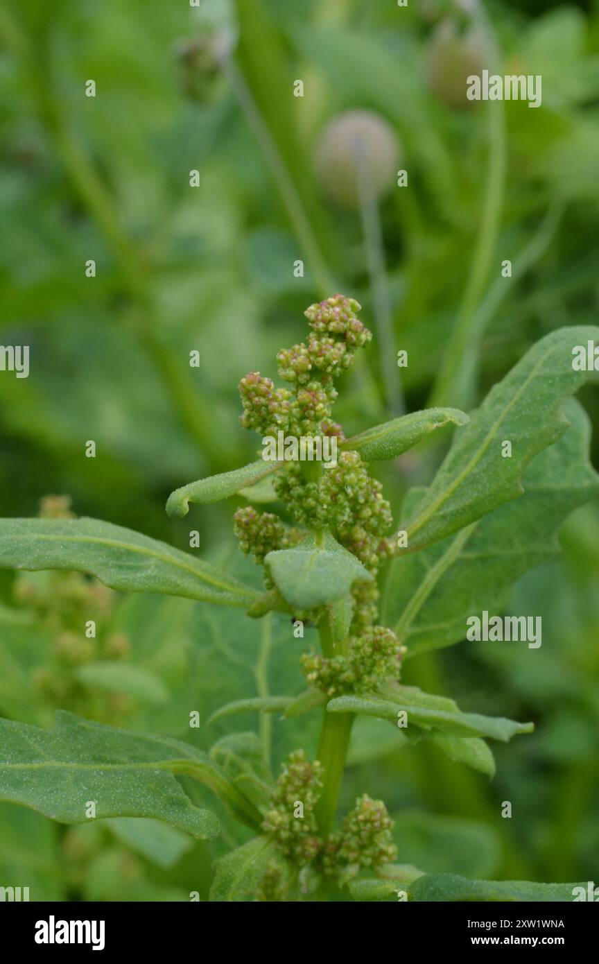 oak-leaved goosefoot (Oxybasis glauca) Plantae Stock Photo - Alamy