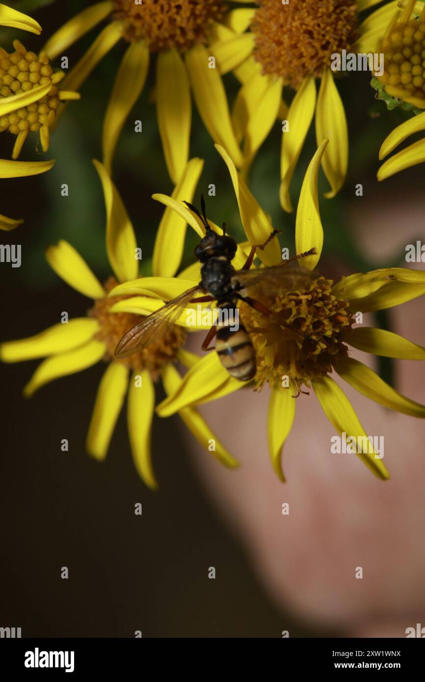 (Conops quadrifasciatus) Insecta Stock Photo - Alamy