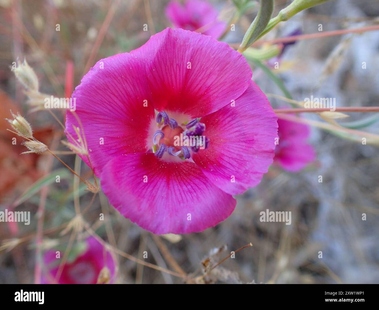 ruby chalice clarkia (Clarkia rubicunda) Plantae Stock Photo - Alamy
