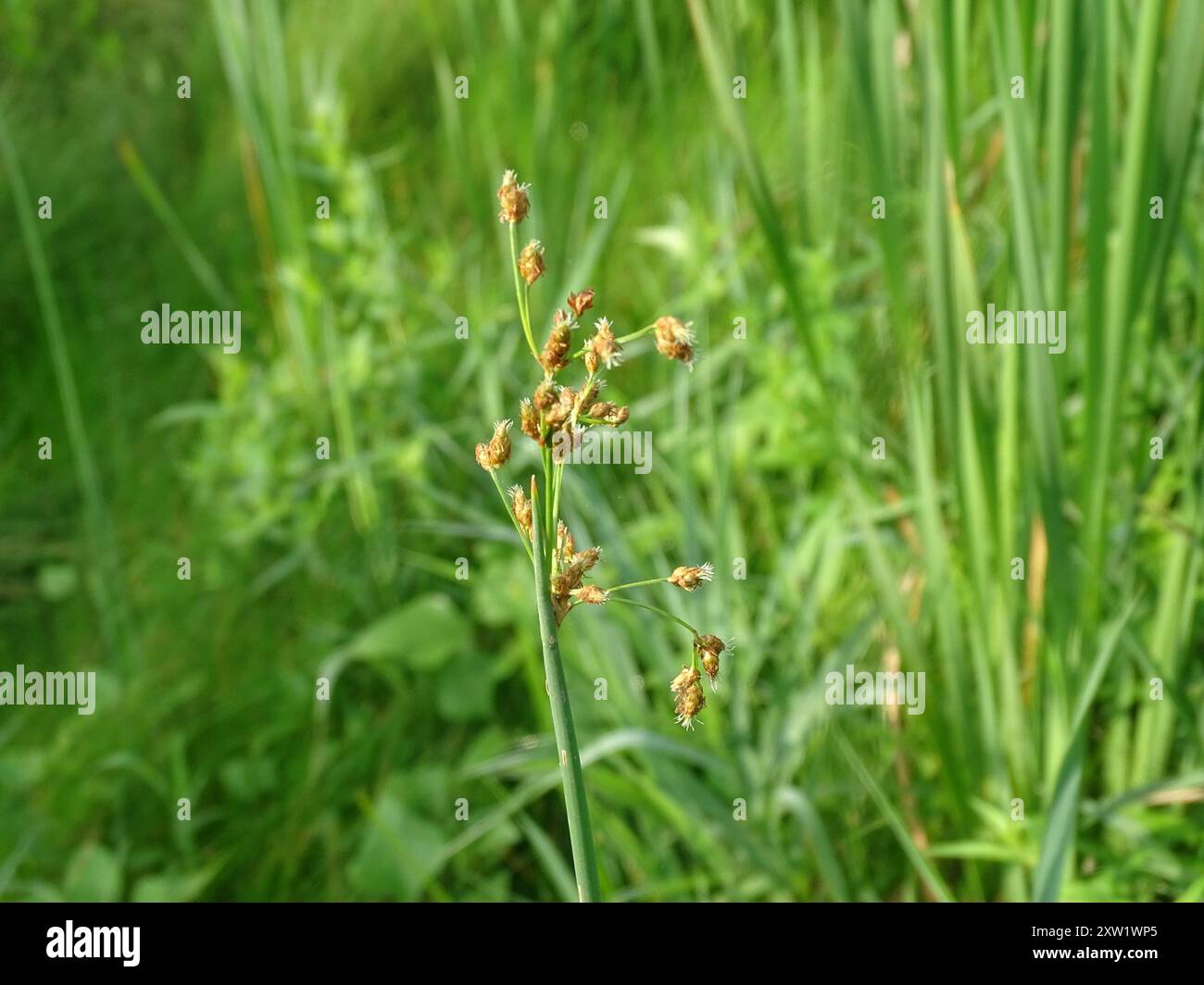 soft-stemmed bulrush (Schoenoplectus tabernaemontani) Plantae Stock ...