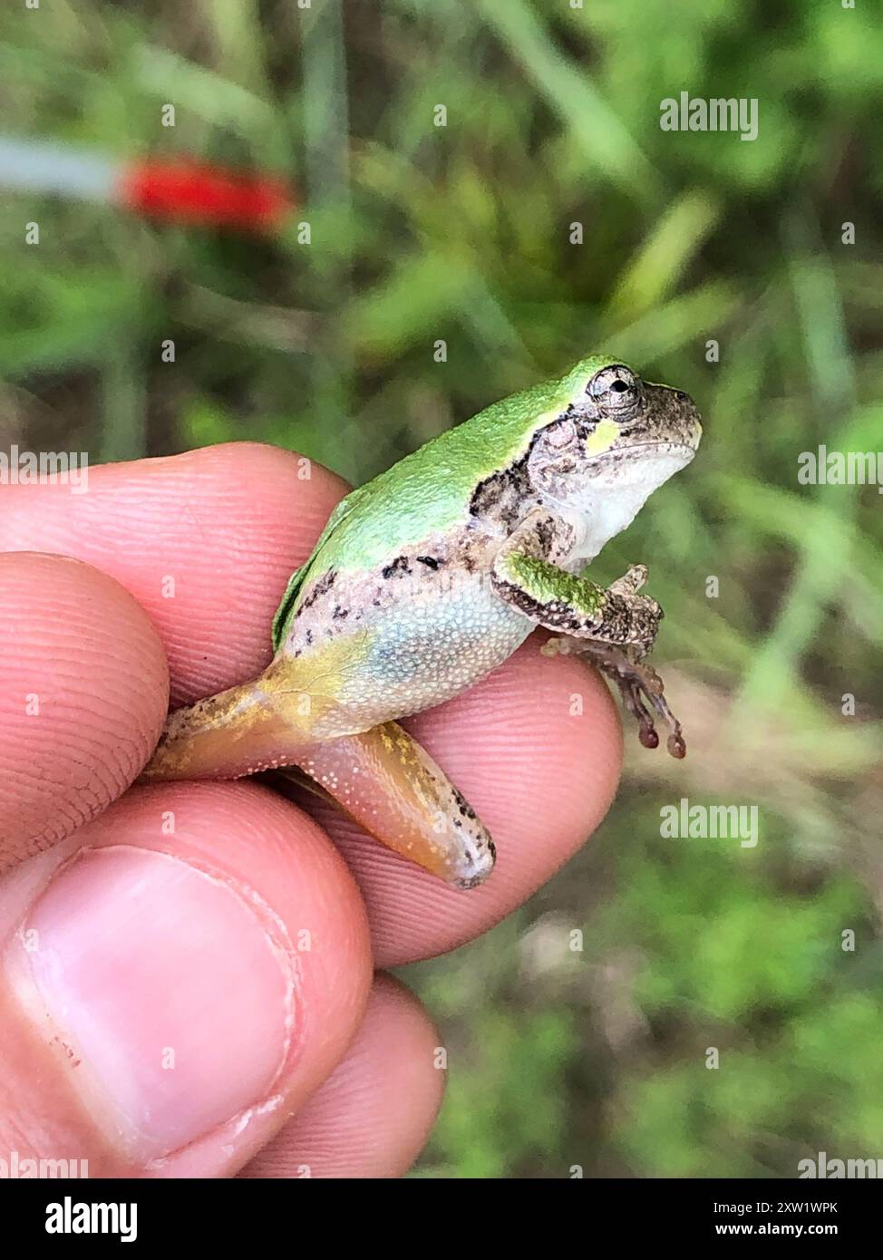 Holarctic Treefrogs (Hyla) Amphibia Stock Photo - Alamy