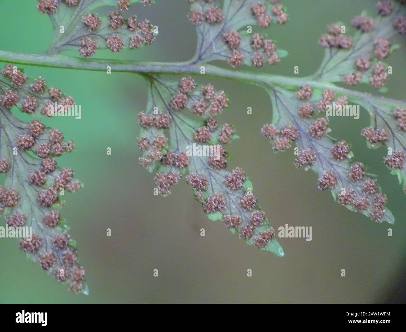 Mackay's Fragile Fern (Cystopteris tenuis) Plantae Stock Photo - Alamy