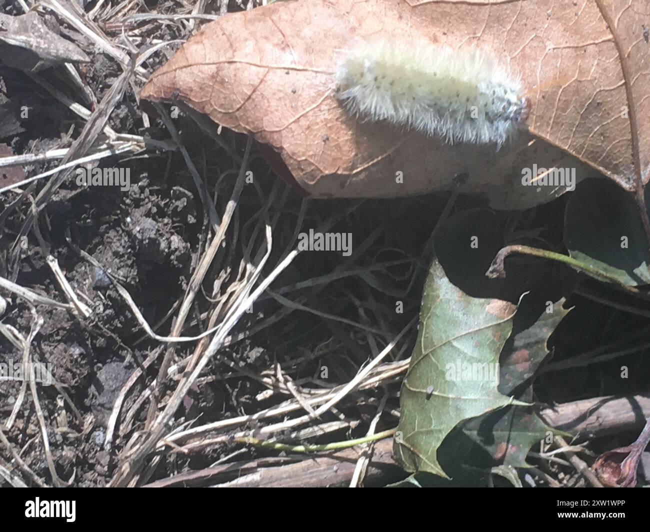 Sycamore Tussock Moth (Halysidota harrisii) Insecta Stock Photo - Alamy