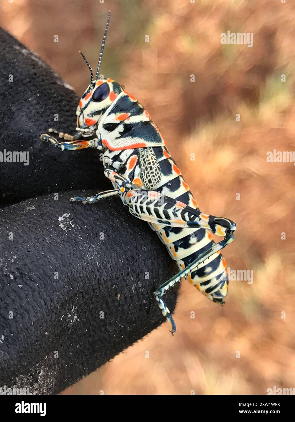 Rainbow Grasshopper (Dactylotum bicolor) Insecta Stock Photo - Alamy