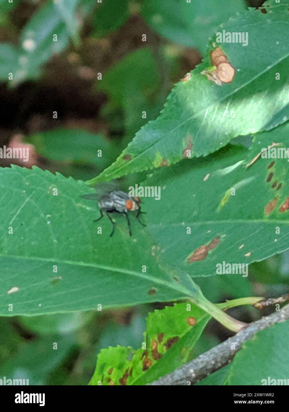 Common Flesh Flies (Sarcophaga) Insecta Stock Photo - Alamy