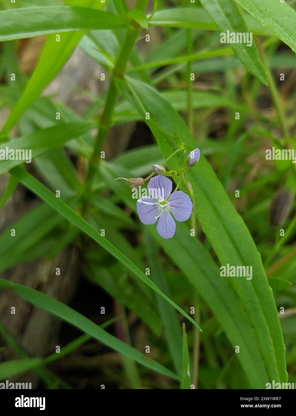 Marsh Speedwell (Veronica scutellata) Plantae Stock Photo - Alamy