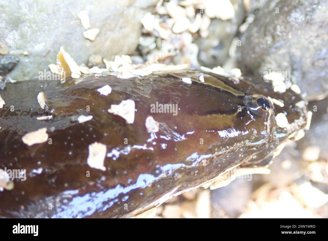 Rock Eel (Xiphister mucosus) Actinopterygii Stock Photo - Alamy