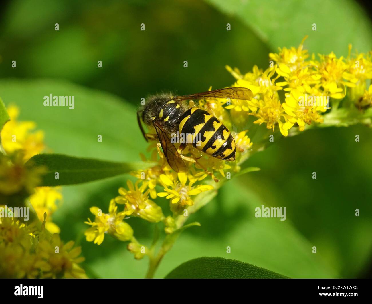 Common Aerial Yellowjacket (Dolichovespula arenaria) Insecta Stock ...