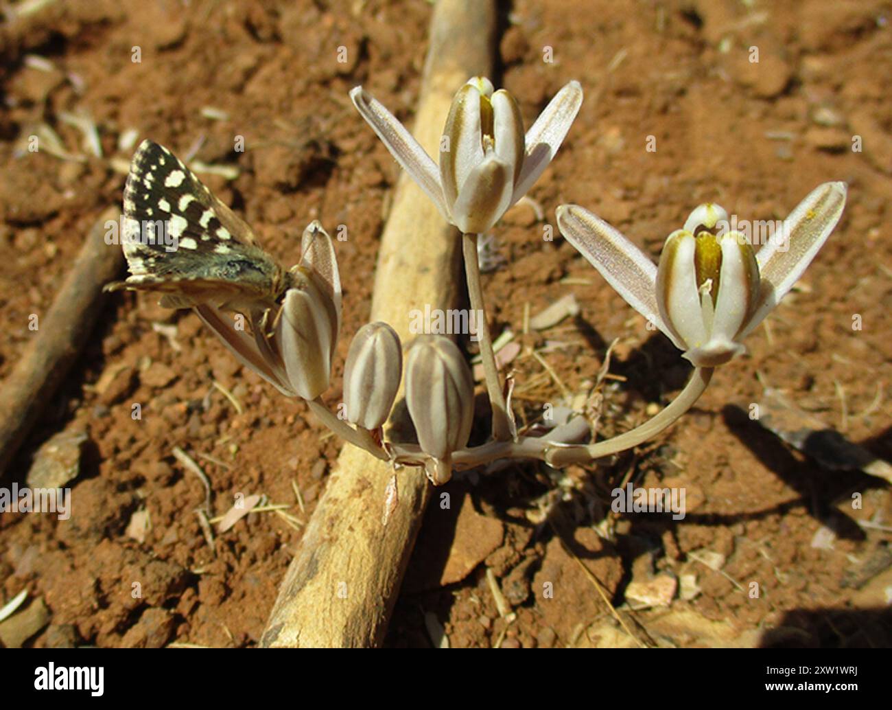 Thick Slime-lily (Albuca setosa) Plantae Stock Photo - Alamy