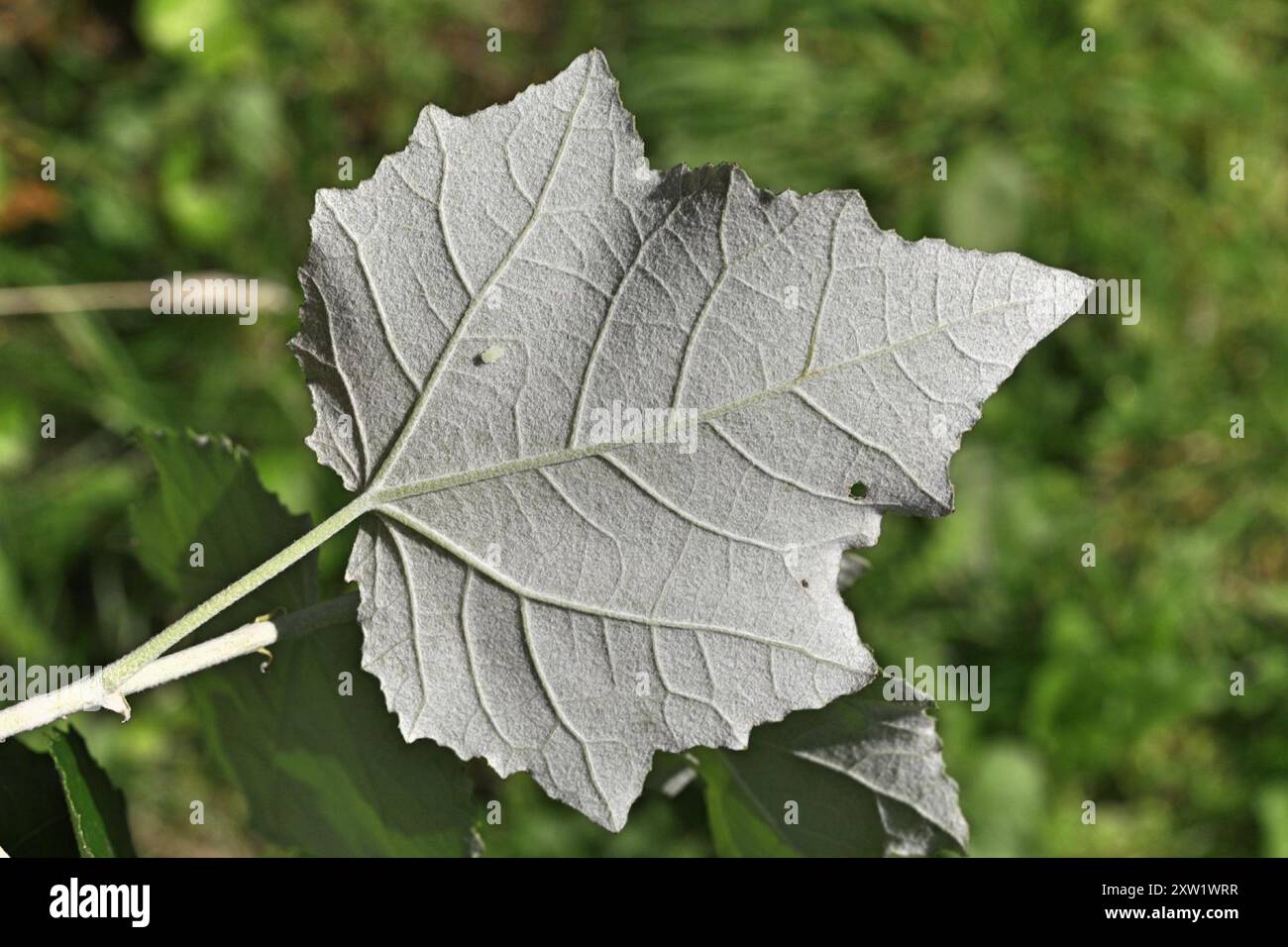 white poplar (Populus alba) Plantae Stock Photo - Alamy