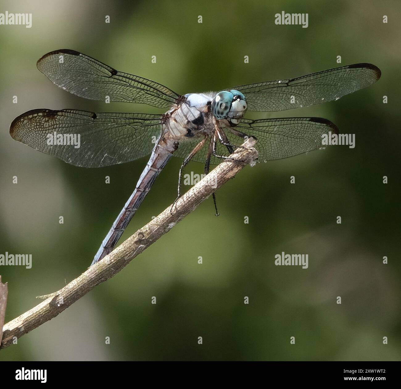 Great Blue Skimmer (Libellula vibrans) Insecta Stock Photo - Alamy