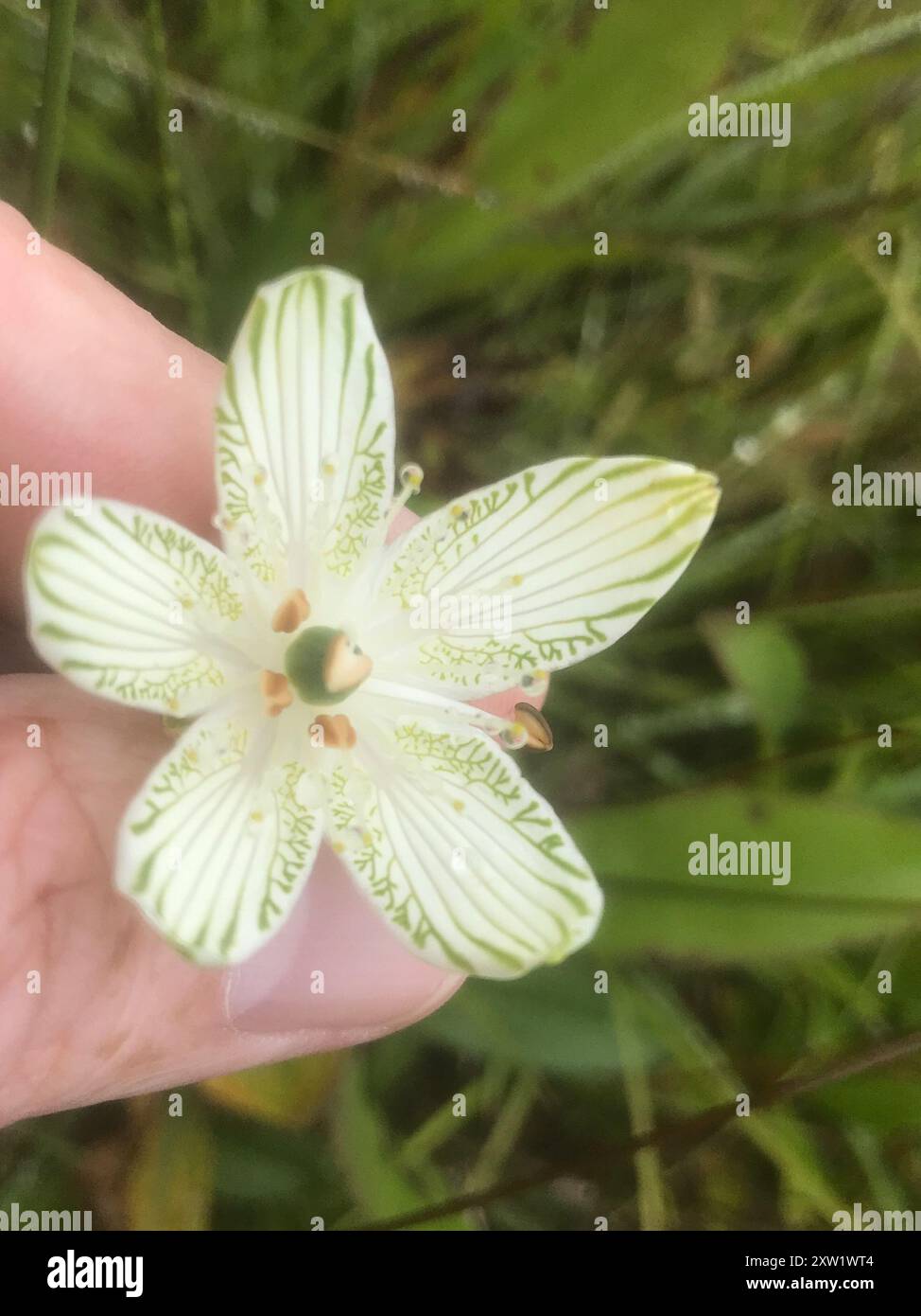 bigleaf grass-of-parnassus (Parnassia grandifolia) Plantae Stock Photo ...