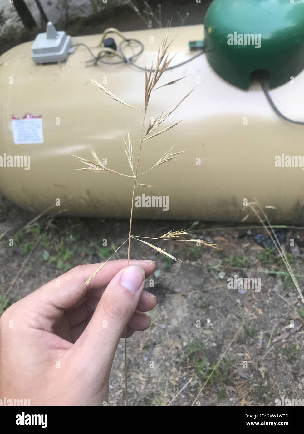Poverty oatgrass (Danthonia spicata) Plantae Stock Photo - Alamy