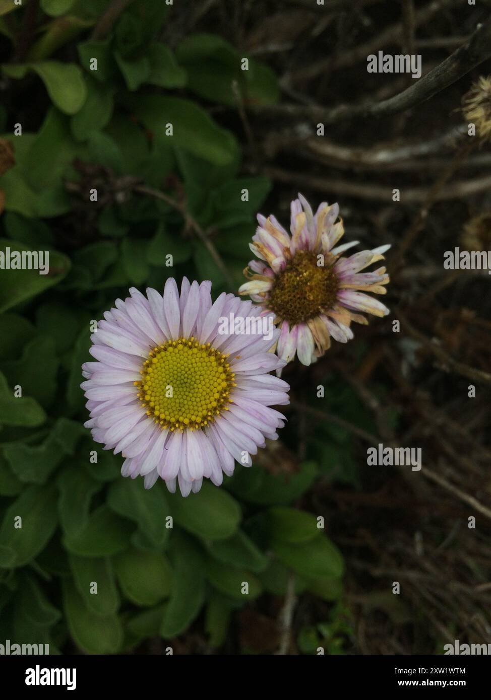 seaside daisy (Erigeron glaucus) Plantae Stock Photo - Alamy