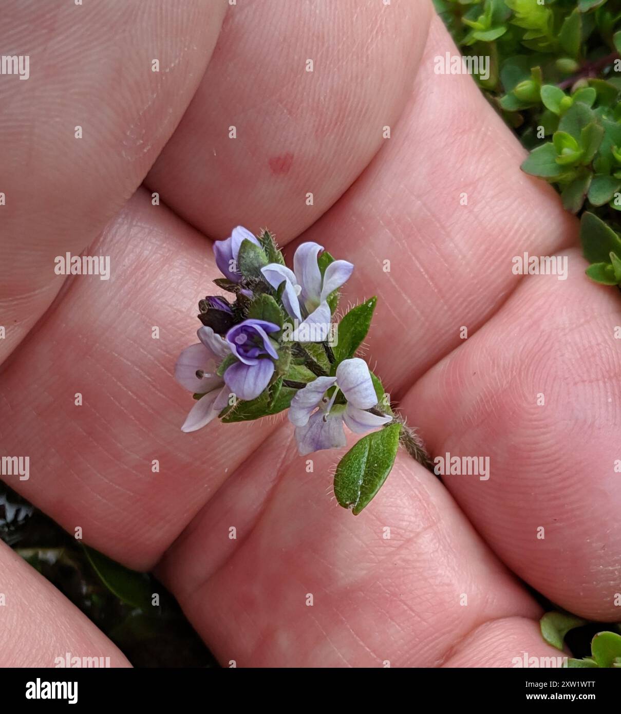 American alpine speedwell (Veronica wormskjoldii) Plantae Stock Photo ...