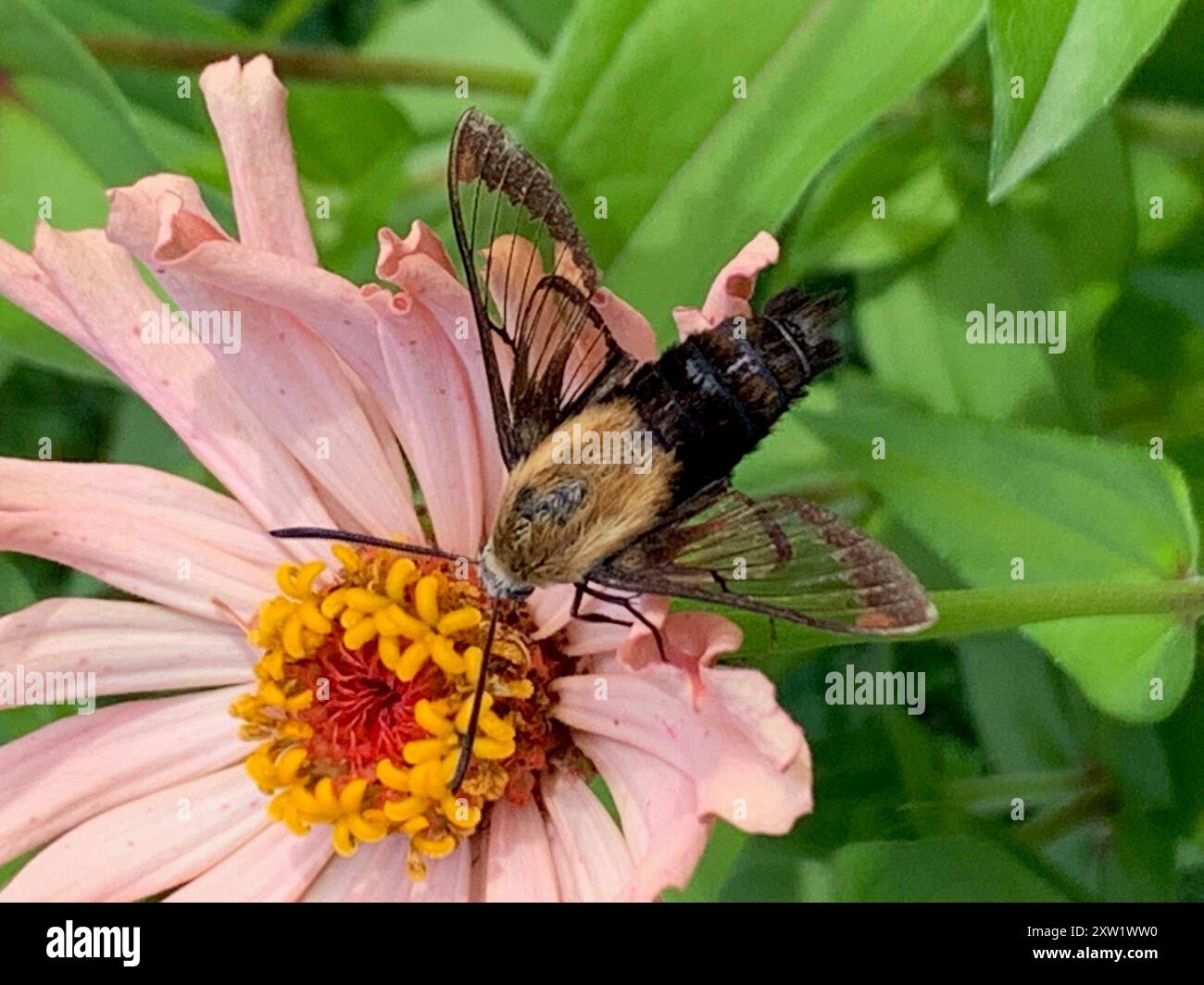 Snowberry Clearwing (Hemaris diffinis) Insecta Stock Photo - Alamy