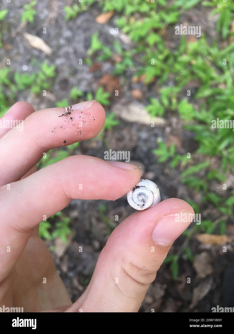 River Snails (Viviparidae) Mollusca Stock Photo - Alamy