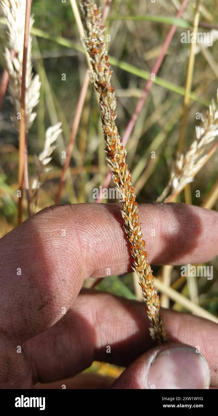 Parramatta Grass (Sporobolus africanus) Plantae Stock Photo - Alamy