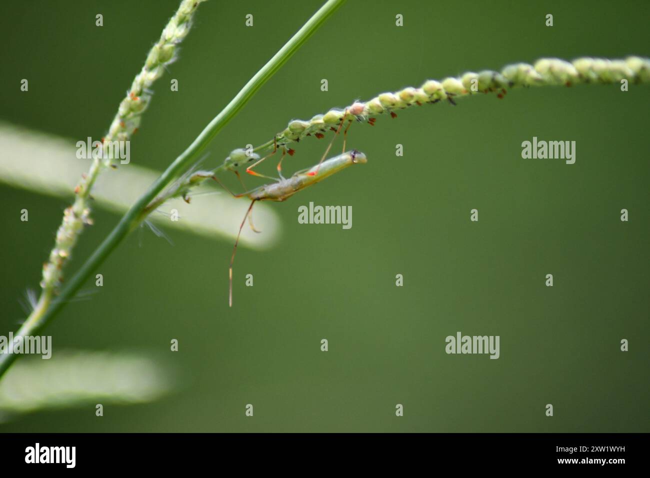 rice bugs (Stenocoris) Insecta Stock Photo - Alamy