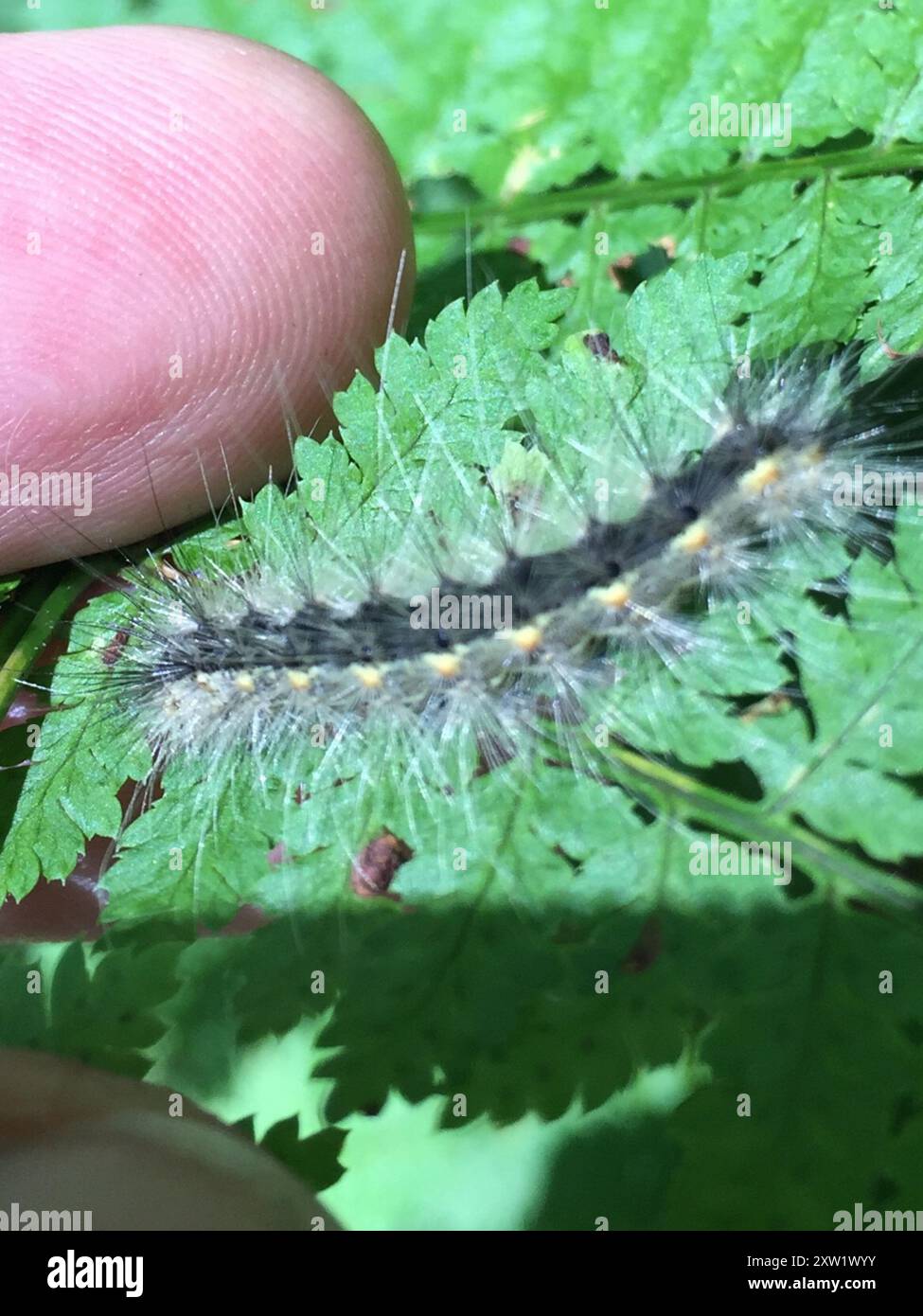 Fall Webworm Moth (Hyphantria cunea) Insecta Stock Photo - Alamy