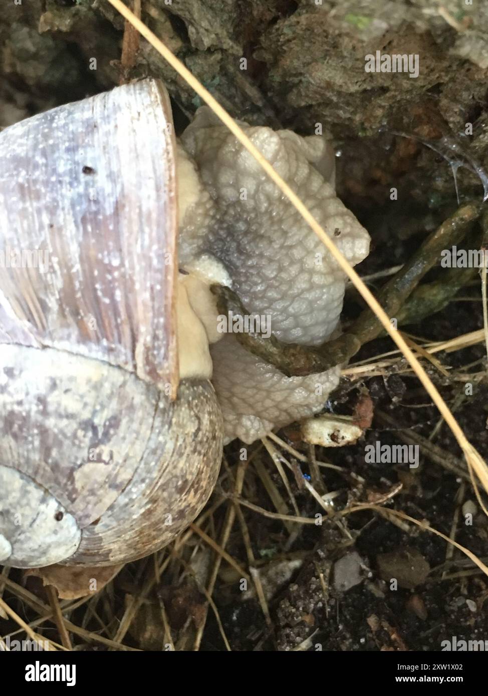 Roman Snail (Helix pomatia) Mollusca Stock Photo - Alamy