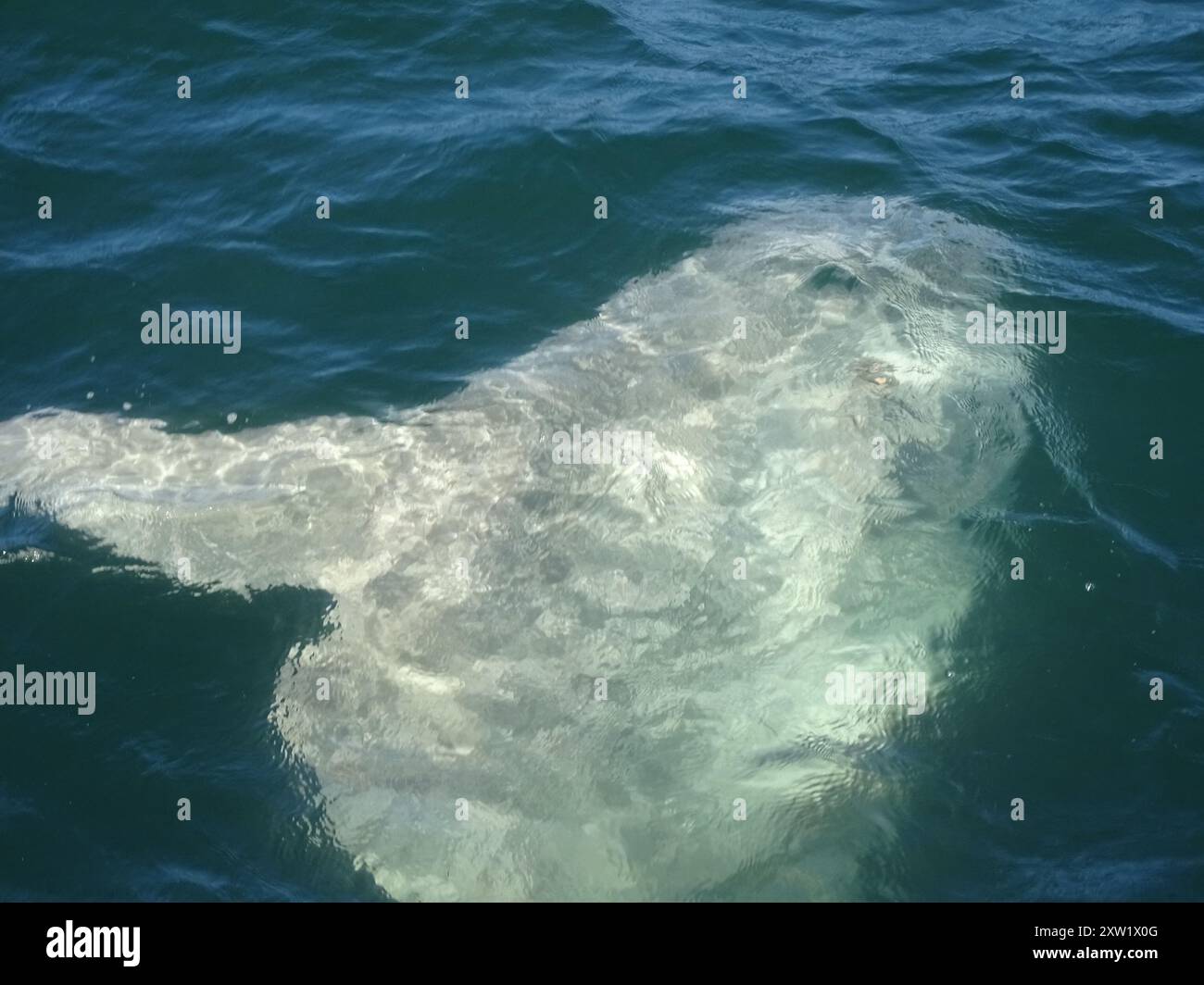 Common Mola (Mola mola) Actinopterygii Stock Photo - Alamy