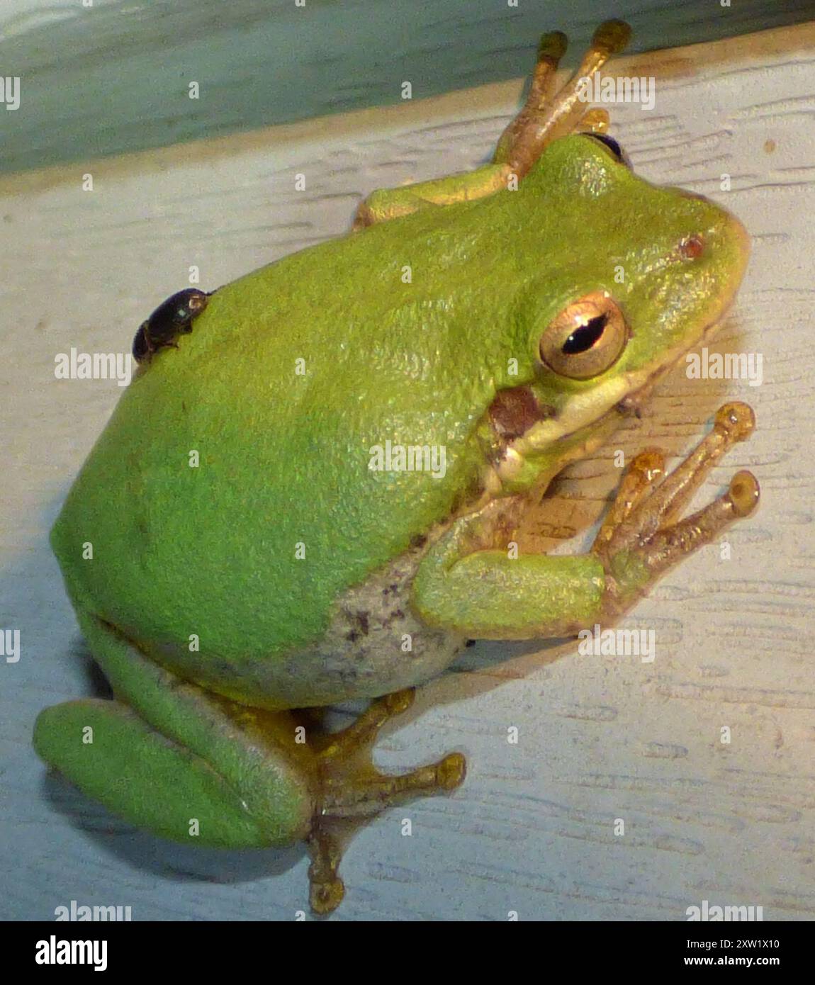 Squirrel Treefrog (Hyla squirella) Amphibia Stock Photo - Alamy
