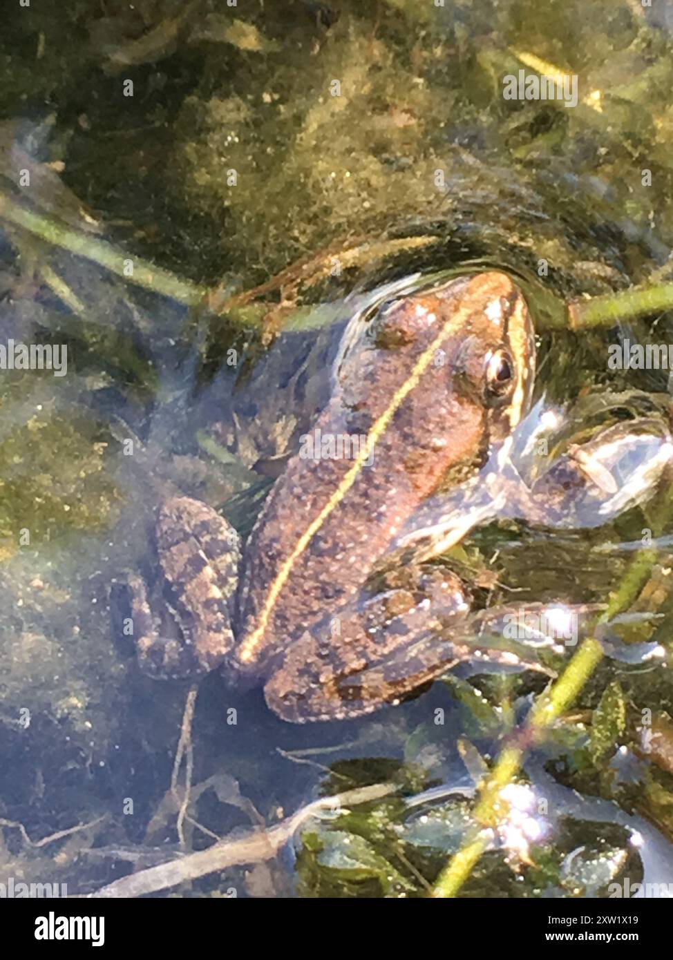 Water Frogs (Pelophylax) Amphibia Stock Photo - Alamy