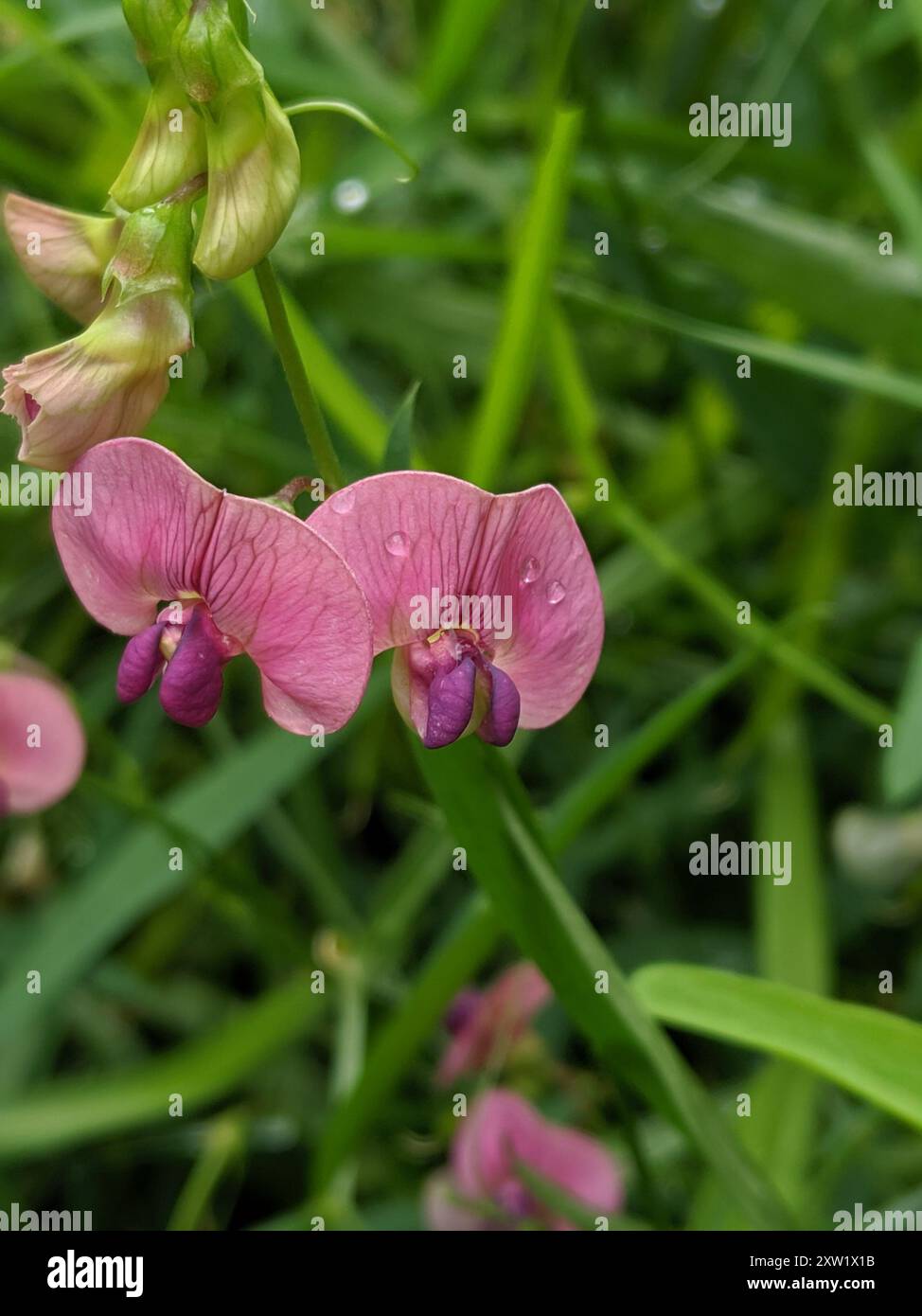 Narrow-leaved Everlasting-pea (Lathyrus sylvestris) Plantae Stock Photo ...