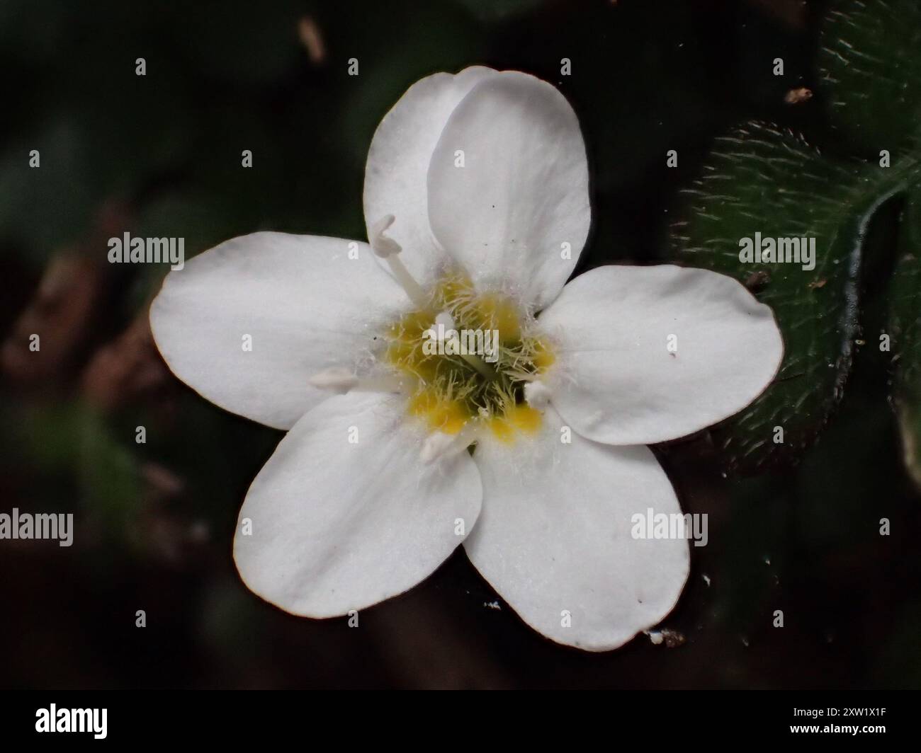Pinnate Ellisiophyllum (Ellisiophyllum pinnatum) Plantae Stock Photo ...
