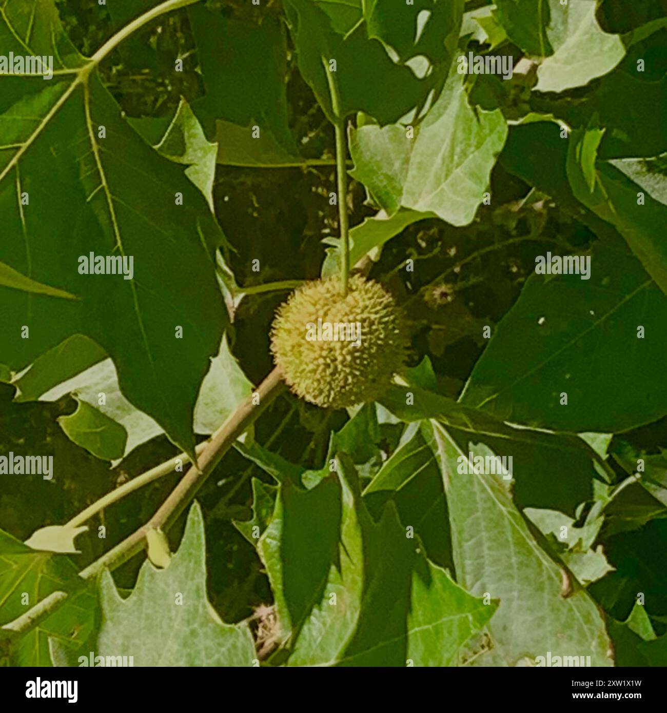 London Plane (Platanus × hispanica) Plantae Stock Photo - Alamy