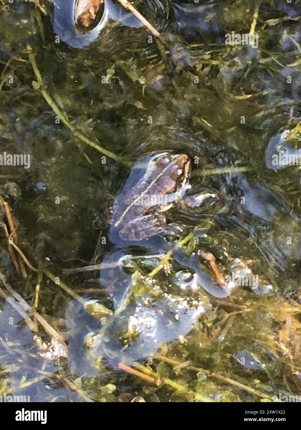 Water Frogs (Pelophylax) Amphibia Stock Photo - Alamy