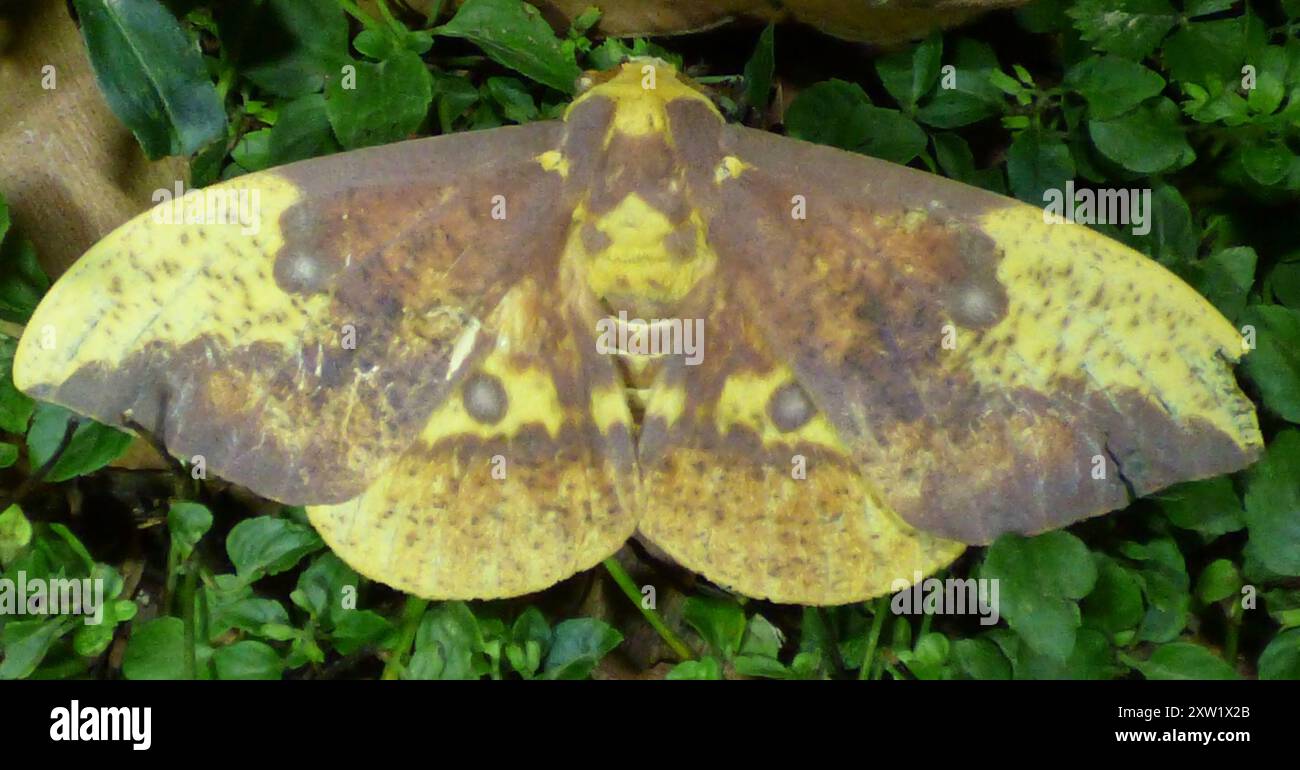 Imperial Moth (Eacles imperialis) Insecta Stock Photo - Alamy