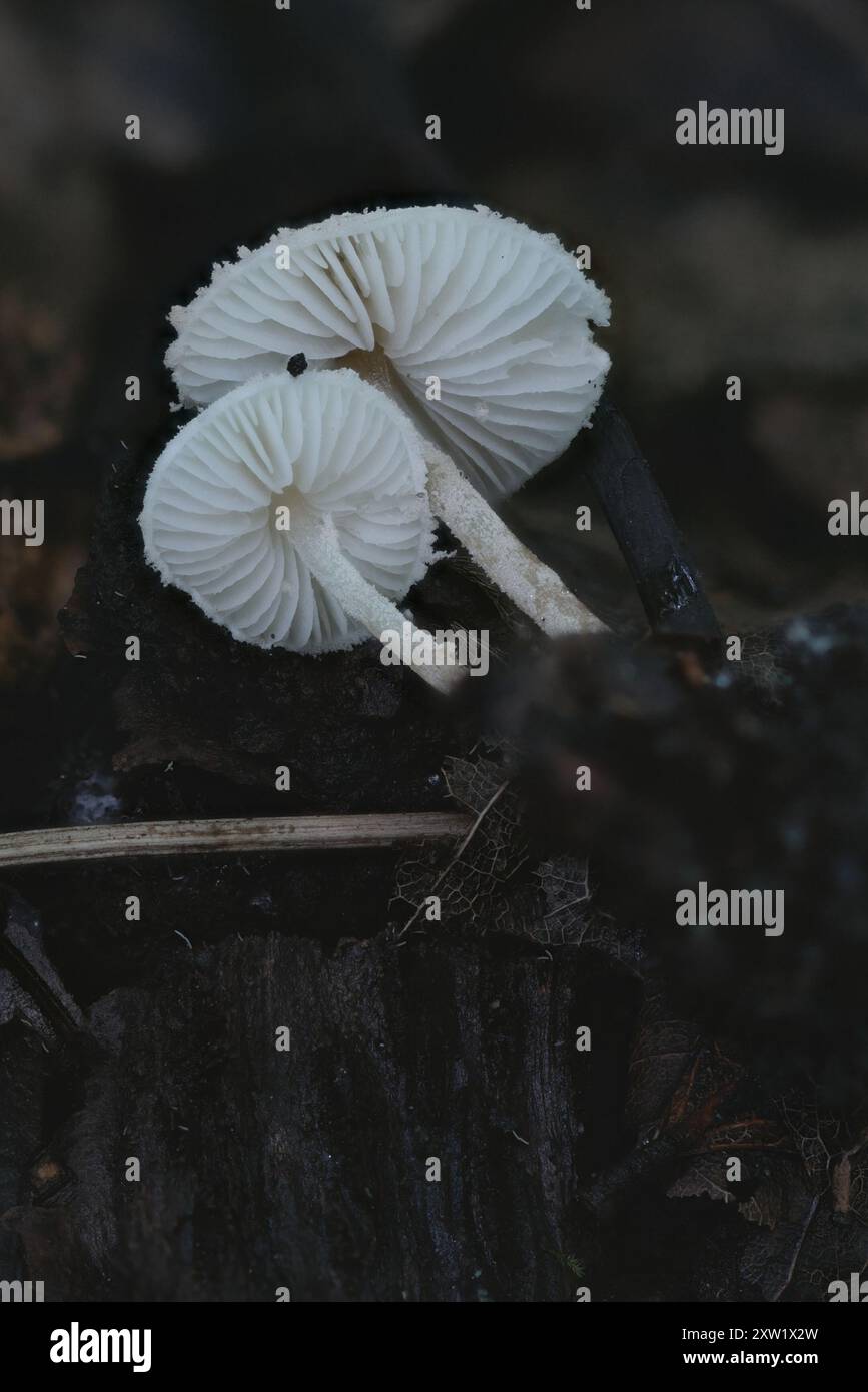 bearded dapperling (Cystolepiota seminuda) Fungi Stock Photo - Alamy