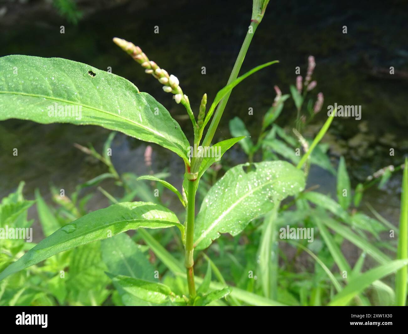 pale smartweed (Persicaria lapathifolia) Plantae Stock Photo - Alamy