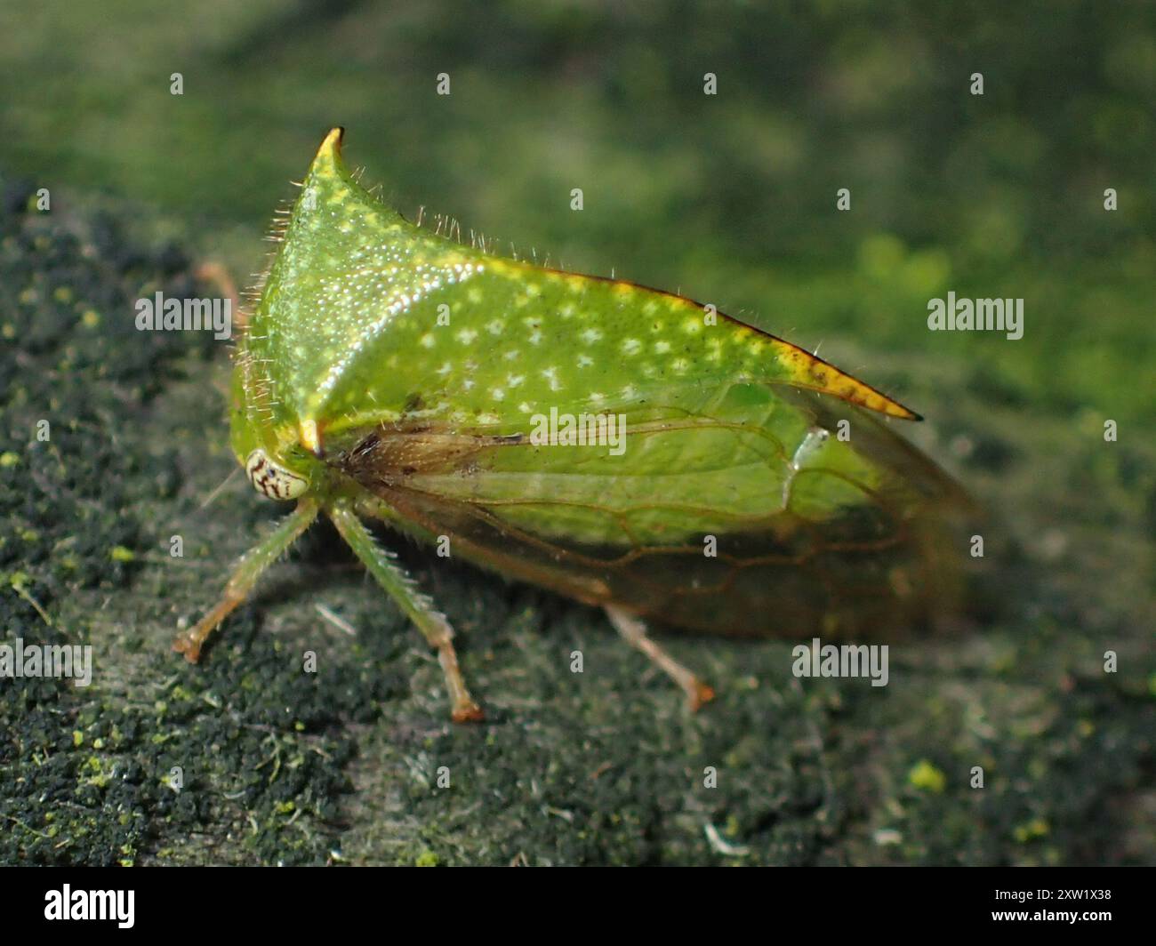 Buffalo Treehoppers and allies (Ceresini) Insecta Stock Photo - Alamy