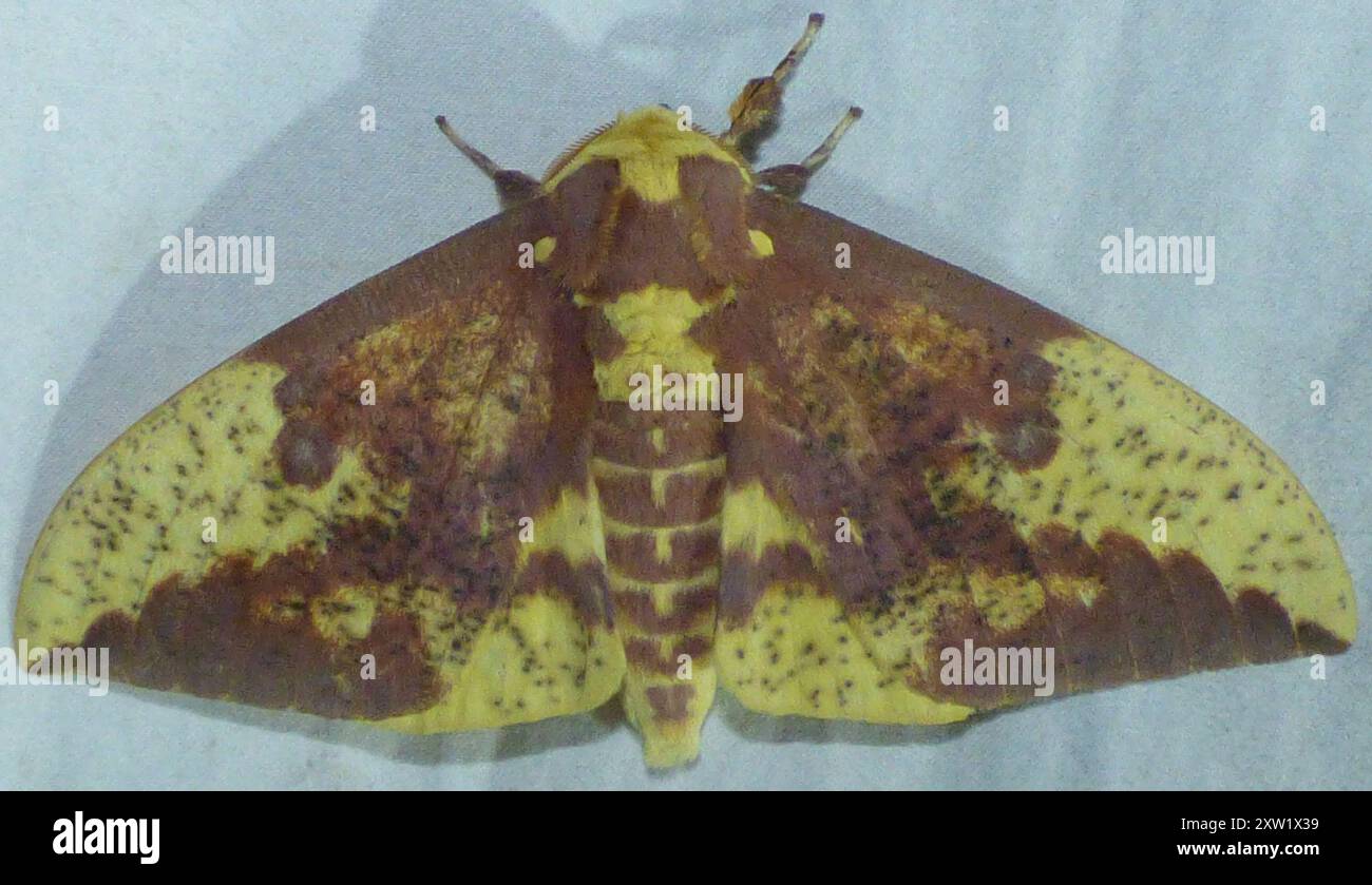 Imperial Moth (Eacles imperialis) Insecta Stock Photo - Alamy