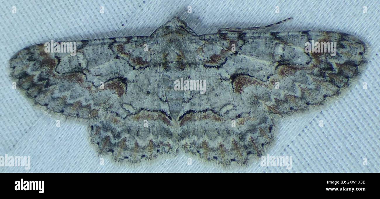 Brown-shaded Gray (Iridopsis defectaria) Insecta Stock Photo - Alamy