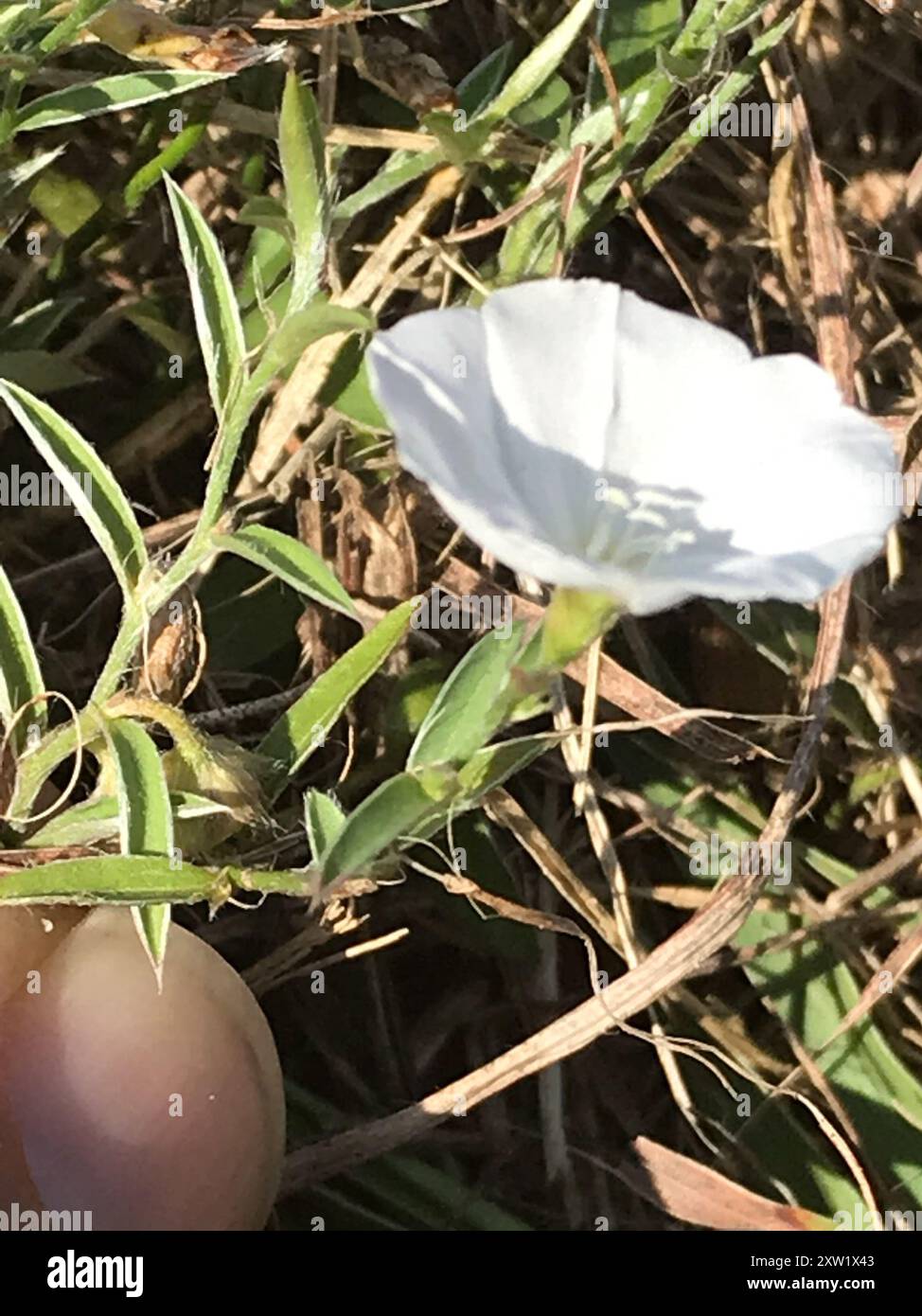 silky evolvulus (Evolvulus sericeus) Plantae Stock Photo - Alamy