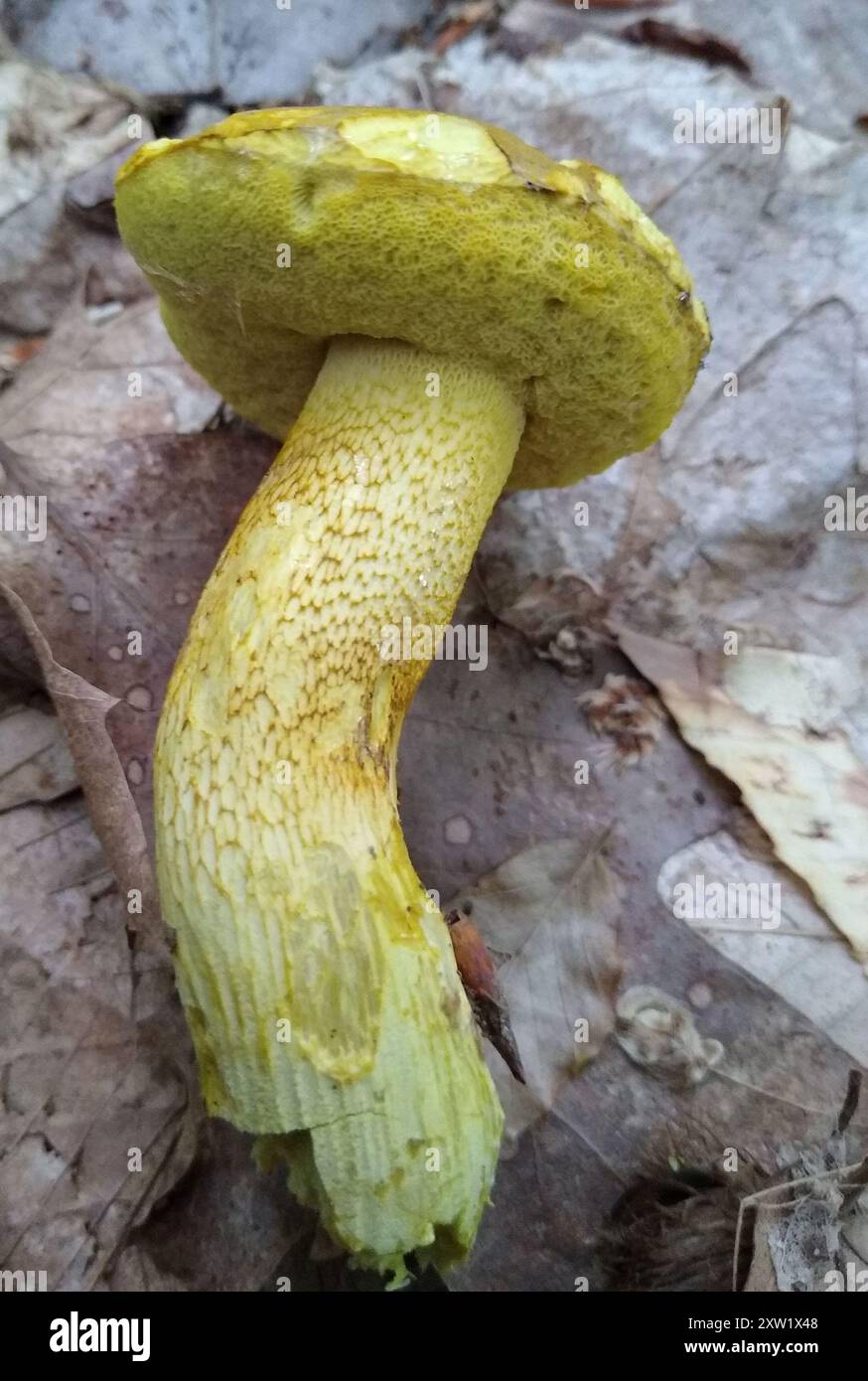 Ornate-stalked bolete (Retiboletus ornatipes) Fungi Stock Photo - Alamy