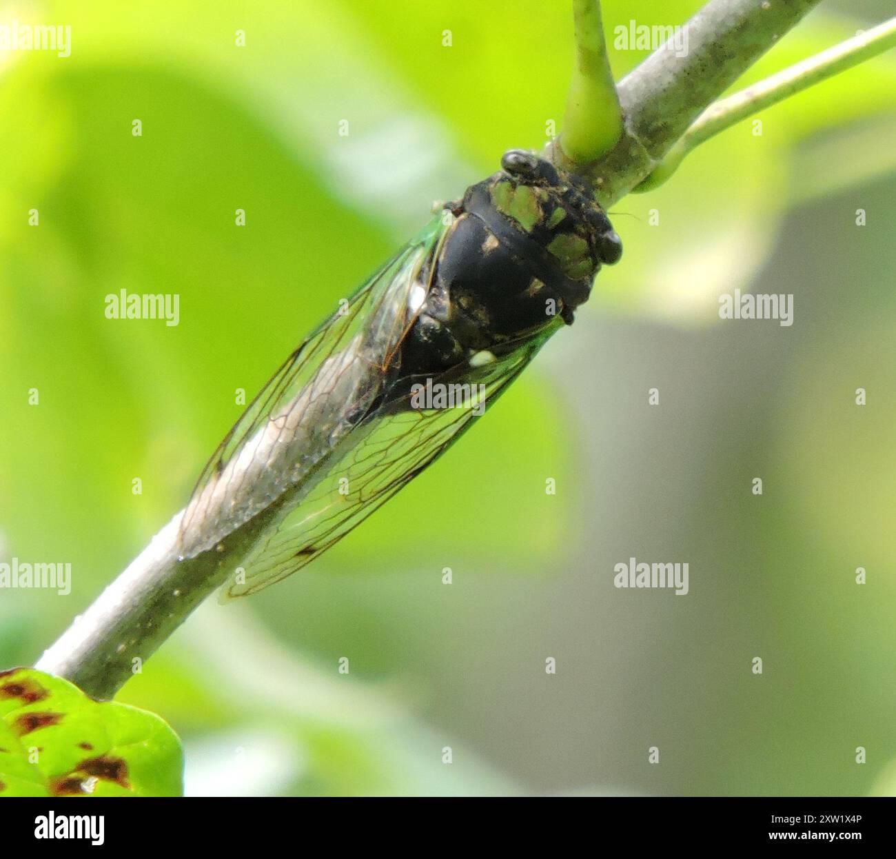 Common Swamp Cicada (Neotibicen tibicen tibicen) Insecta Stock Photo ...