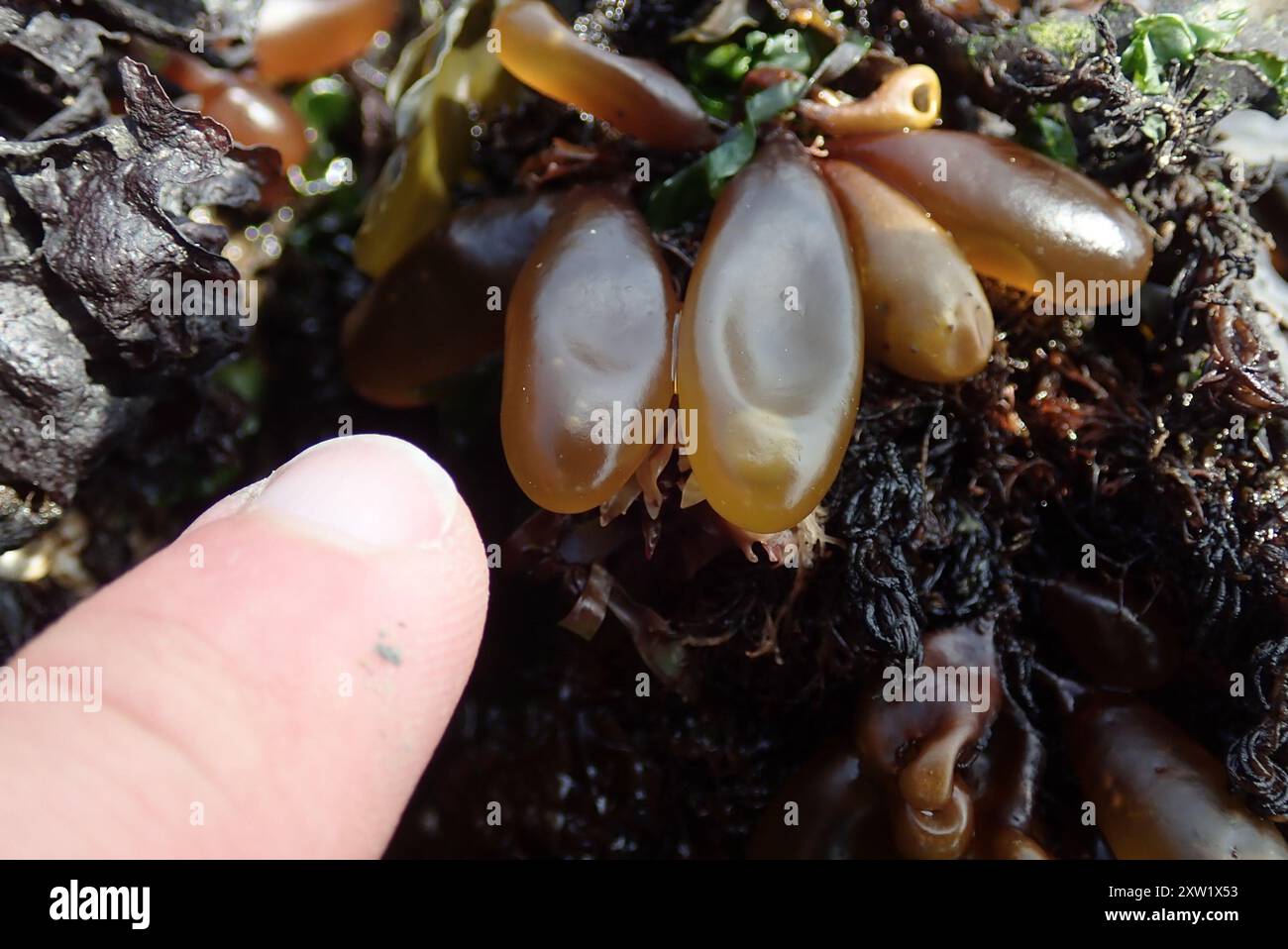 Sea Sacks (Halosaccion glandiforme) Plantae Stock Photo - Alamy