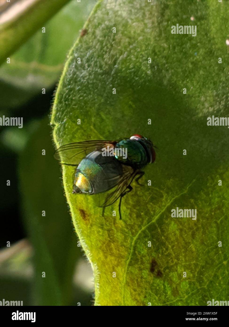 Greenbottle Flies (Lucilia) Insecta Stock Photo - Alamy