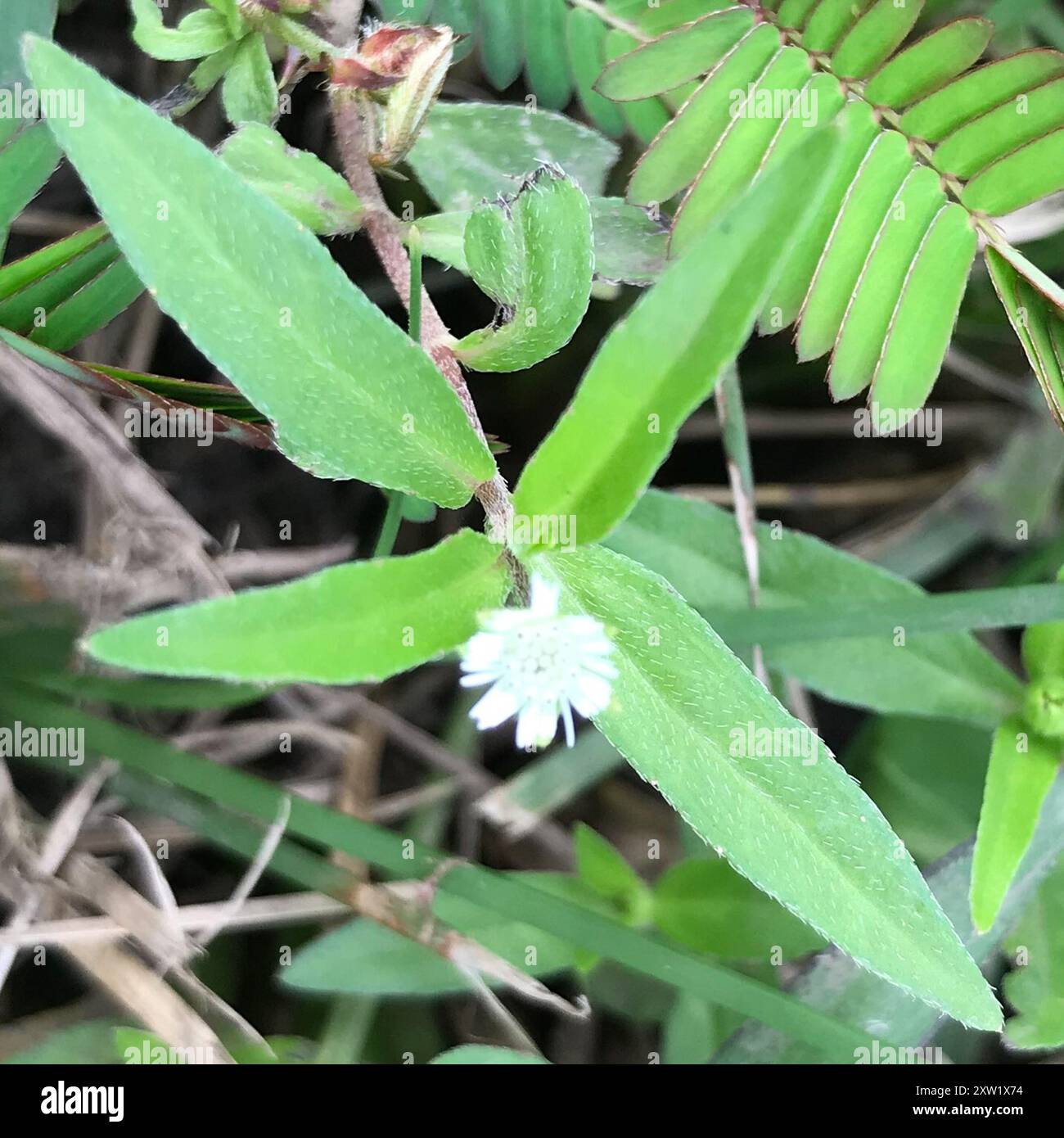 false daisy (Eclipta prostrata) Plantae Stock Photo - Alamy