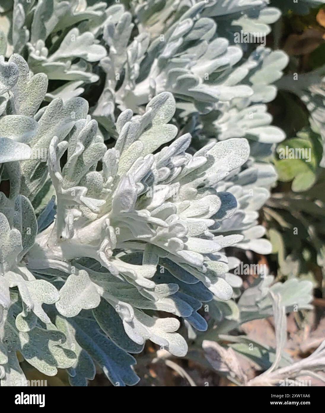 Hoary Mugwort (Artemisia stelleriana) Plantae Stock Photo - Alamy