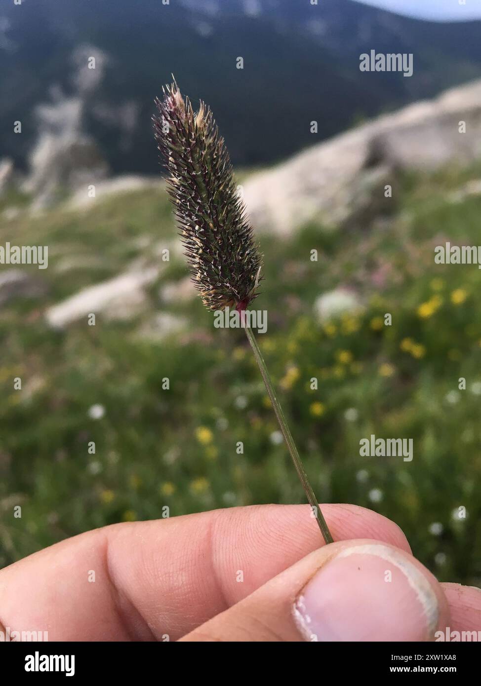 Alpine Timothy (Phleum alpinum) Plantae Stock Photo - Alamy