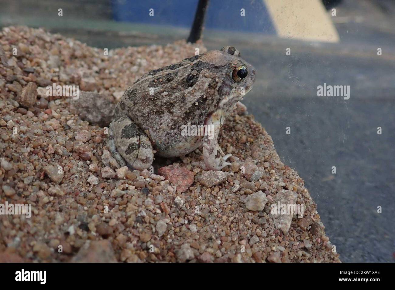 Confused Sand frog (Tomopterna adiastola) Amphibia Stock Photo - Alamy